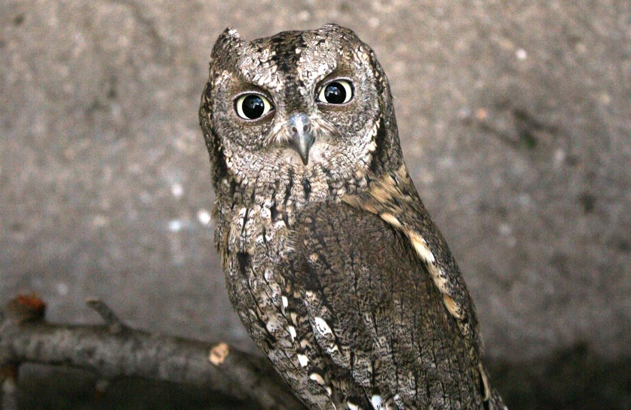 El Zoo de Barcelona reintroduce dos crías de autillo europeo en su ...