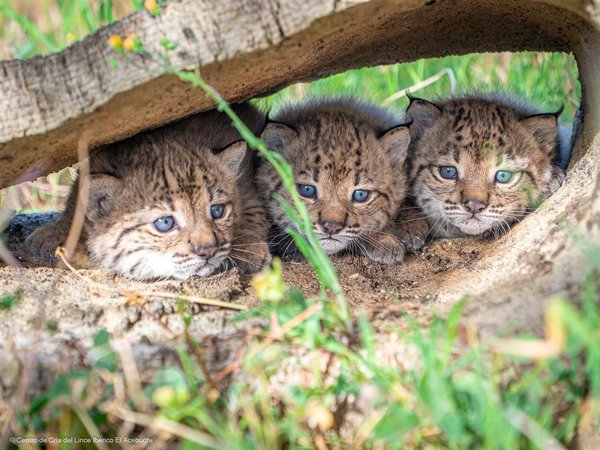 La temporada de cría del lince ibérico en 2026 finaliza con 31 nuevos ...